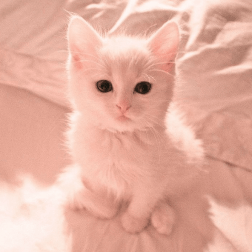 Roblox Cat Image IDs | Roblox Den