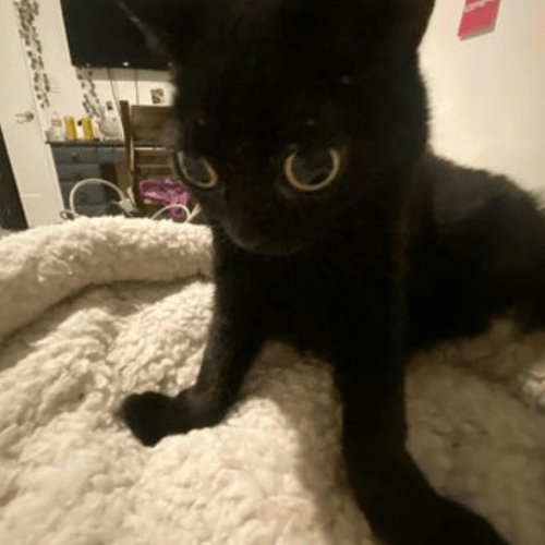 Roblox Cat Image IDs | Roblox Den