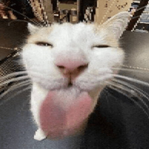 Roblox Cat Image IDs | Roblox Den