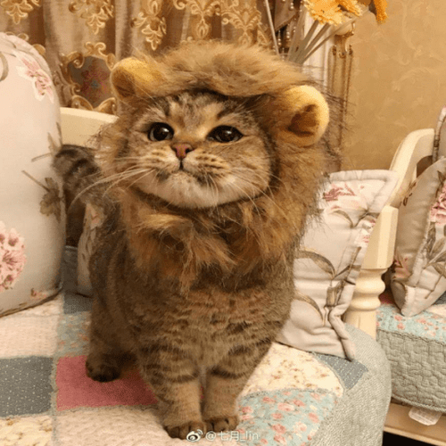 Roblox Cat Image IDs | Roblox Den