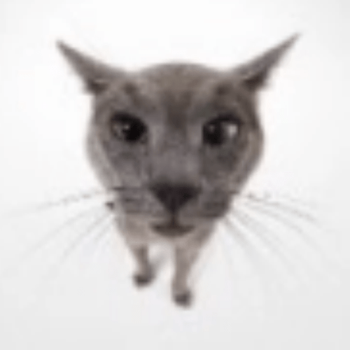 Roblox Cat Image IDs | Roblox Den