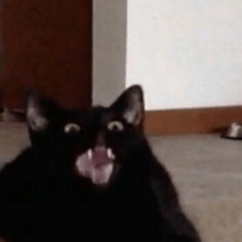 Roblox Cat Image IDs | Roblox Den