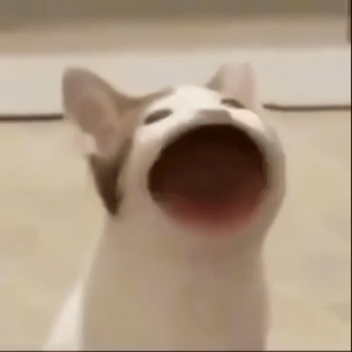 Roblox Cat Image IDs | Roblox Den