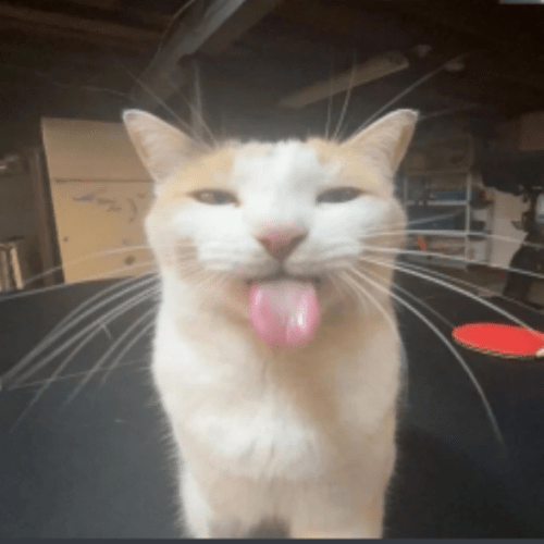 Roblox Cat Image Ids Roblox Den
