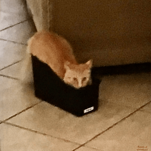 Funniest Roblox decal & image IDs - massive list | Roblox Den