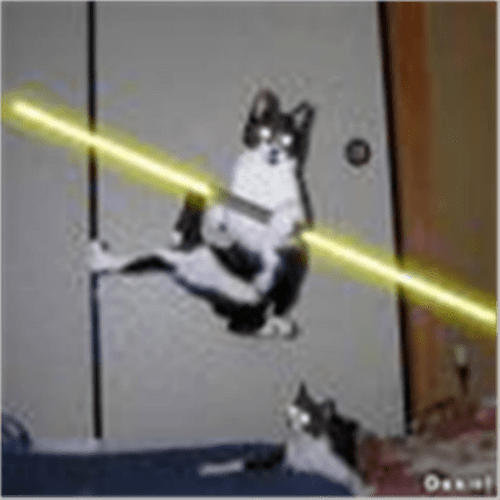 Page 2 - Roblox Cat Image IDs | Roblox Den