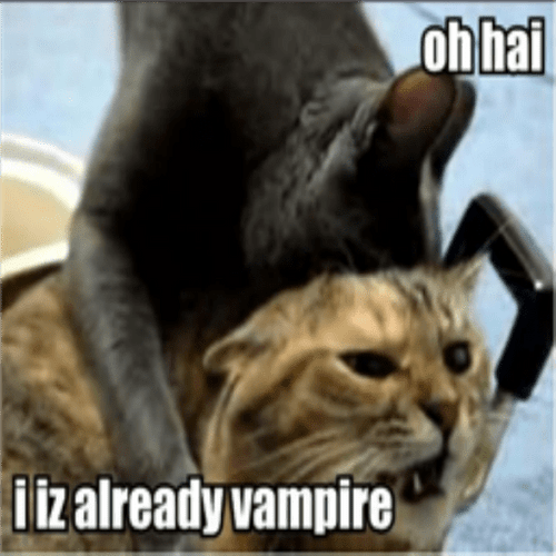 Roblox Cat Image IDs | Roblox Den