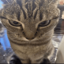 Roblox Cat Image IDs | Roblox Den