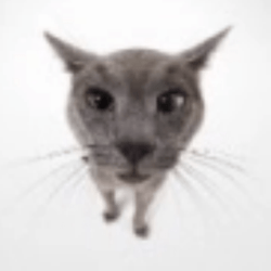 Roblox Cat Image IDs | Roblox Den