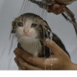 List of Cursed Roblox Decal IDs (Very Weird) | Roblox Den