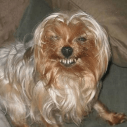 Page 2 - List of Cursed Roblox Decal IDs (Very Weird) | Roblox Den