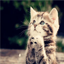 Page 2 - Roblox Cat Image IDs | Roblox Den