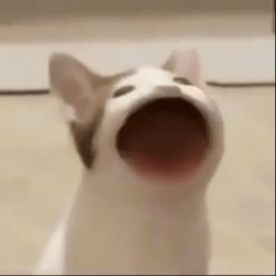 Roblox Cat Image IDs | Roblox Den