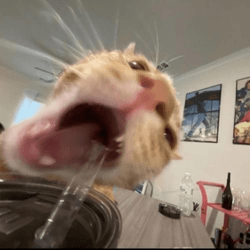 Page 2 - Funniest Roblox decal & image IDs - massive list | Roblox Den